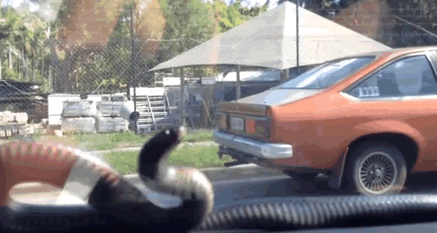 Pissed off, venomous snake on a moving car – aka just another day in ...